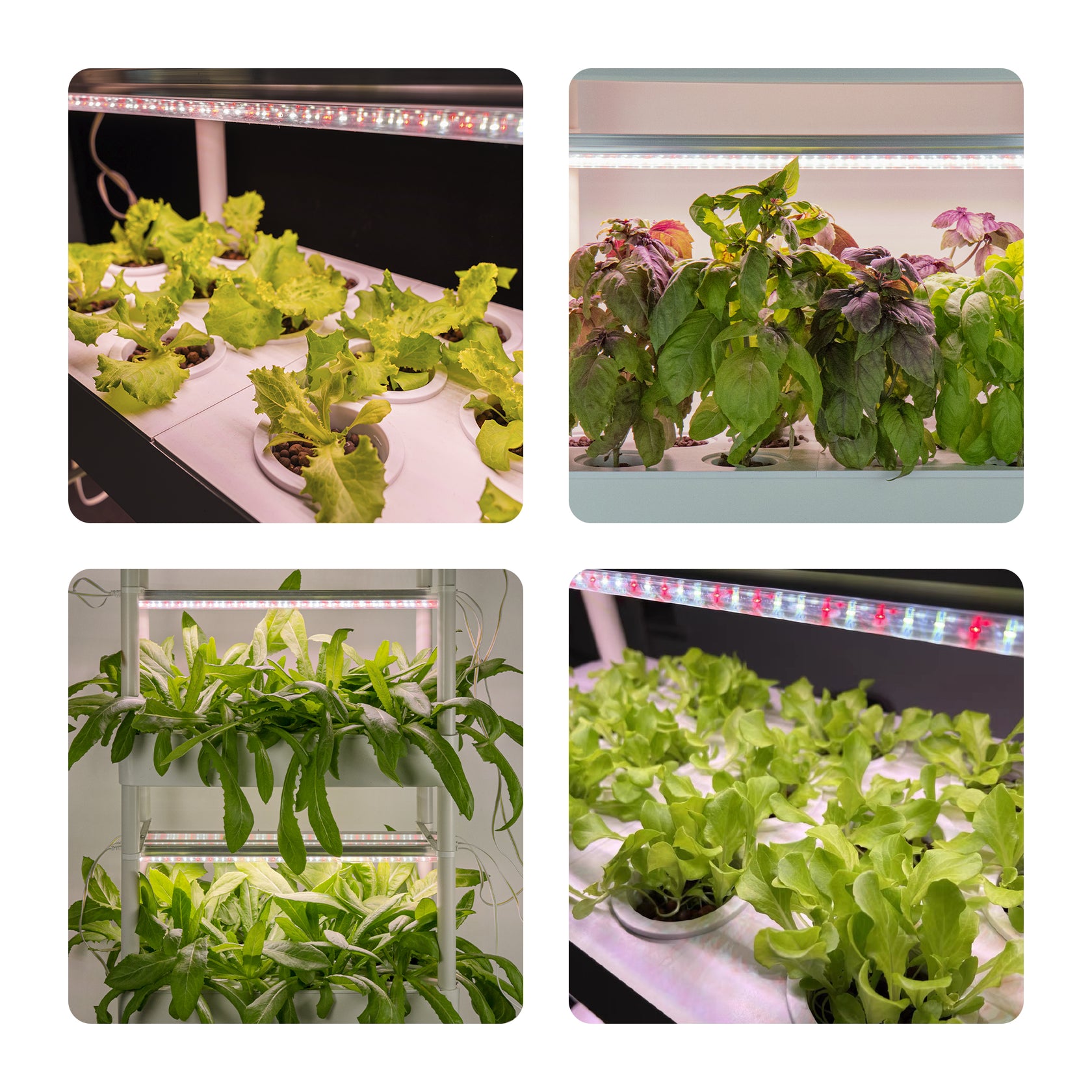 Shop Elfsys Grow Kit